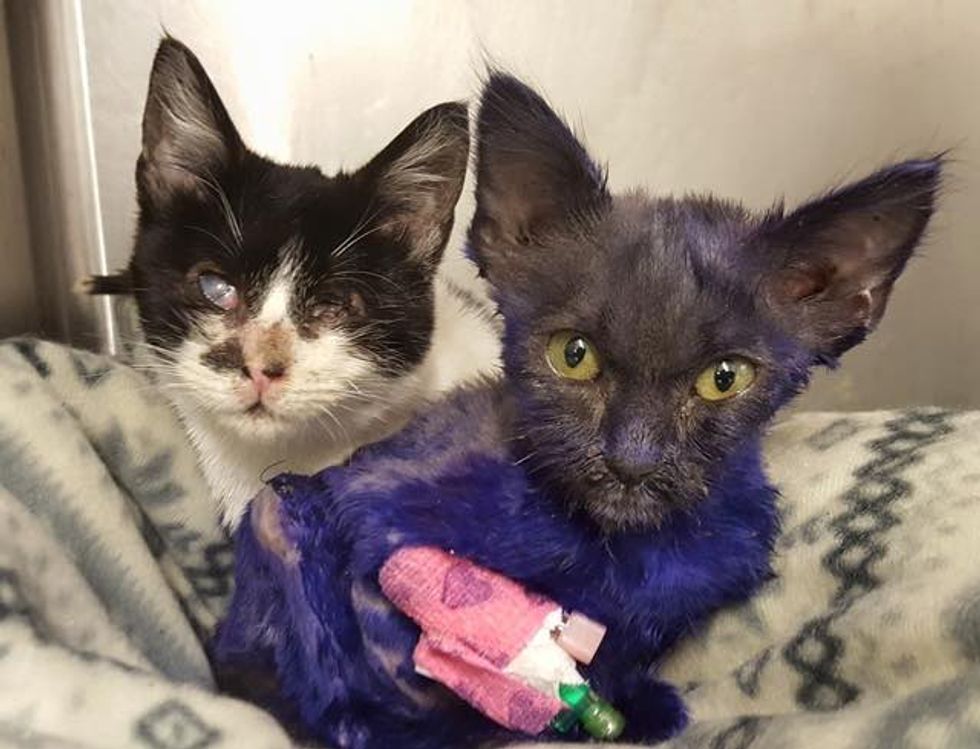 Purple Kitten is Getting Back to His Glorious Grey Coat - Love Meow