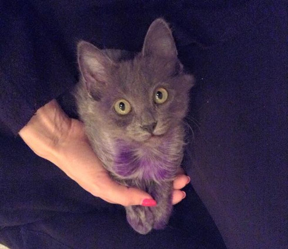 Purple Kitten is Getting Back to His Glorious Grey Coat - Love Meow
