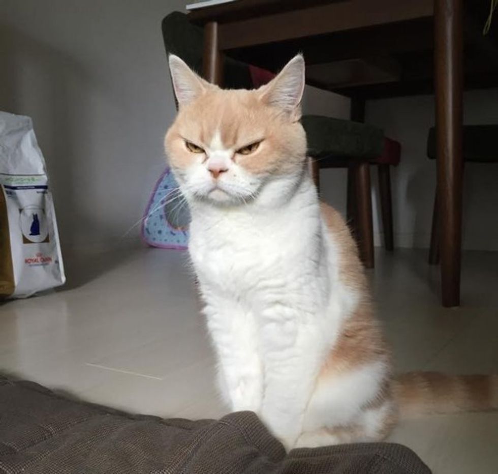 She’s Not Mad. This Cat Just Has a Perpetual Disapproving Look on Her ...