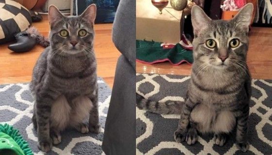 Couple Adopted a Stray Cat and Discovered His Little Quirk When He Sits ...