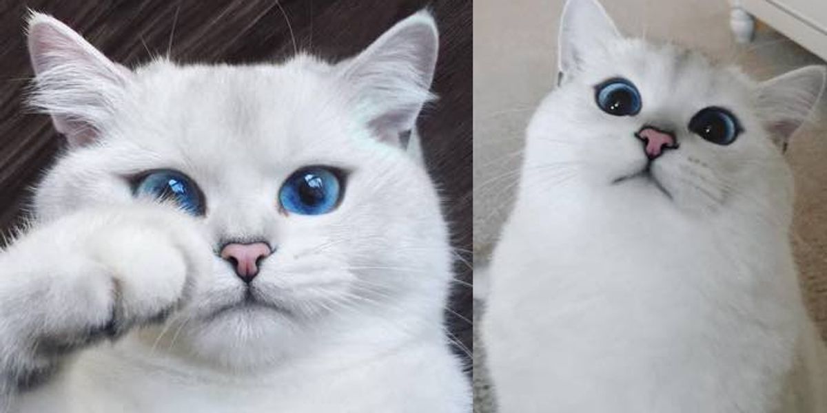 This Cat Has the Prettiest Eyes I've Ever Seen! - Love Meow