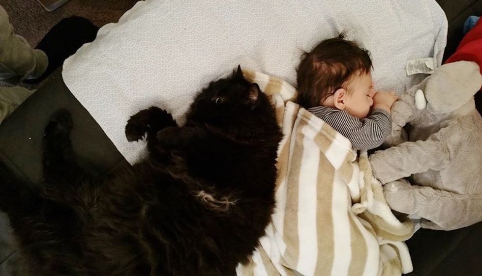 Cat Kept Baby Safe for 9 Months inside the Belly and Now Does the Same ...