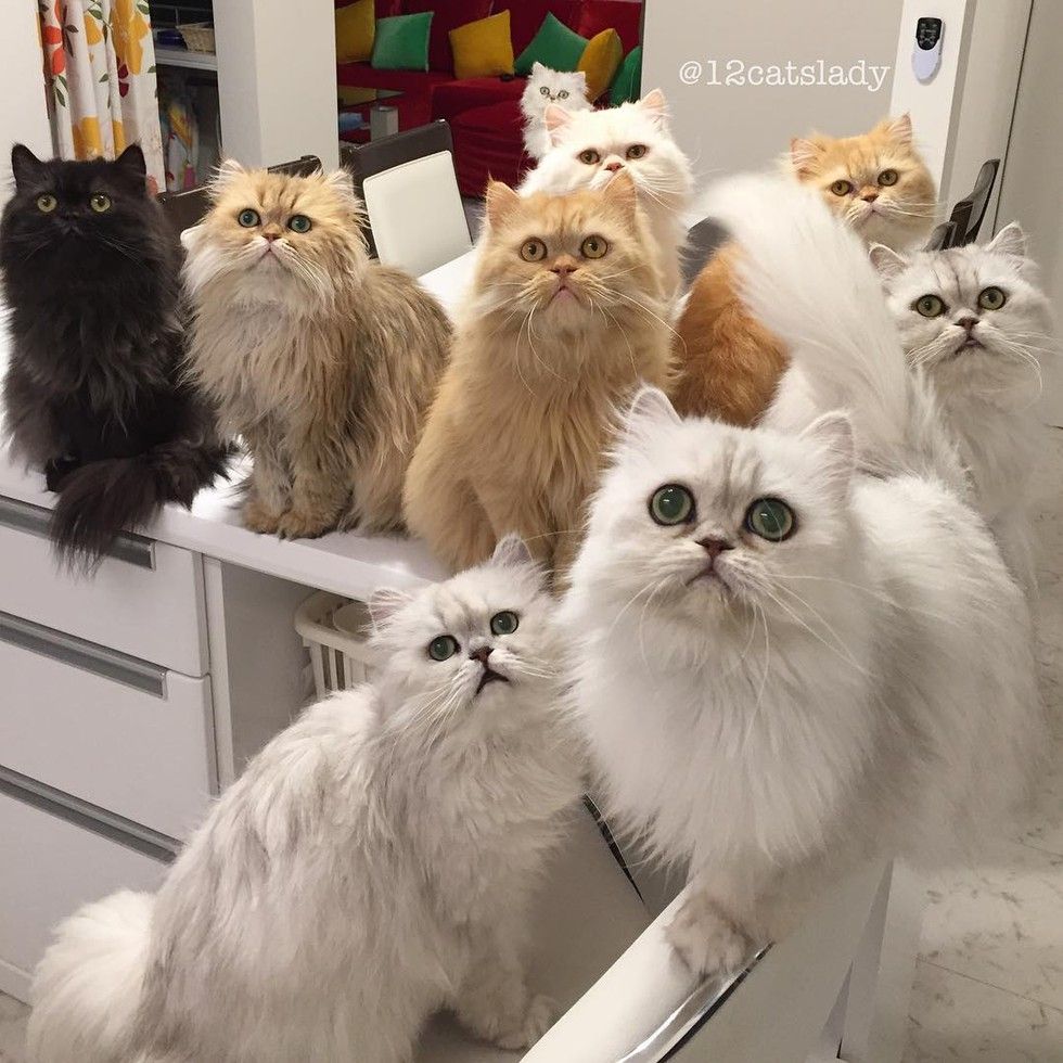 This is What It's Like Every Time These 12 Fluffy Kitties Hear the ...