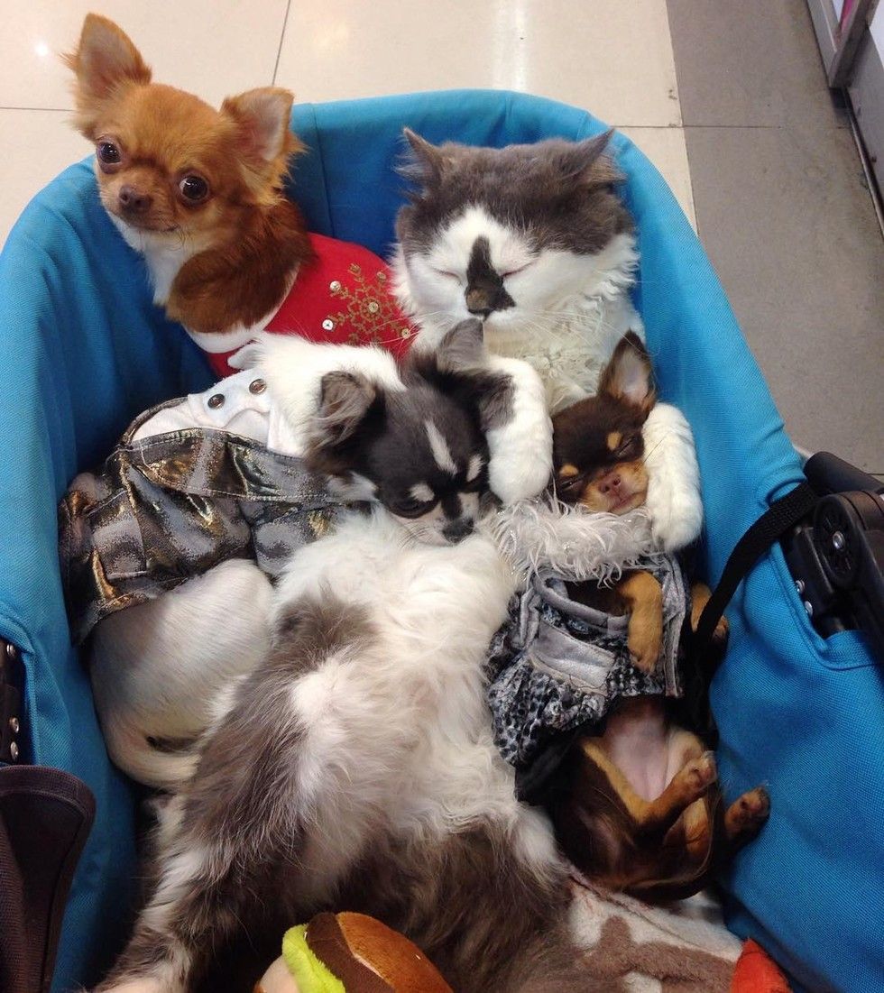Cat Leads a Pack of Dogs and Provides Cuddles - Love Meow