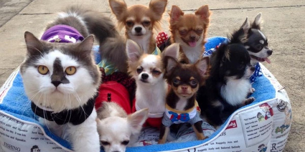 Cat Leads a Pack of Dogs and Provides Cuddles - Love Meow