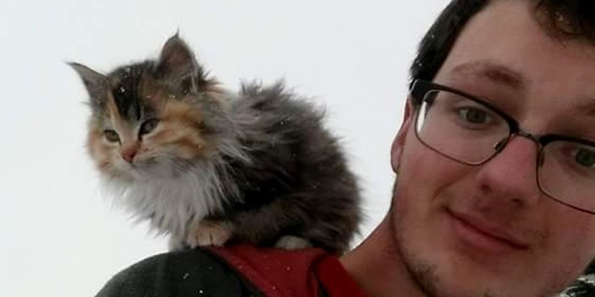 Tiny Farm Kitten Walked Up to Carpenter and Decided to Claim His ...