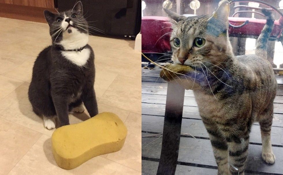 These 9 Cats Bring Their Humans Some Unusual Gifts - Love Meow