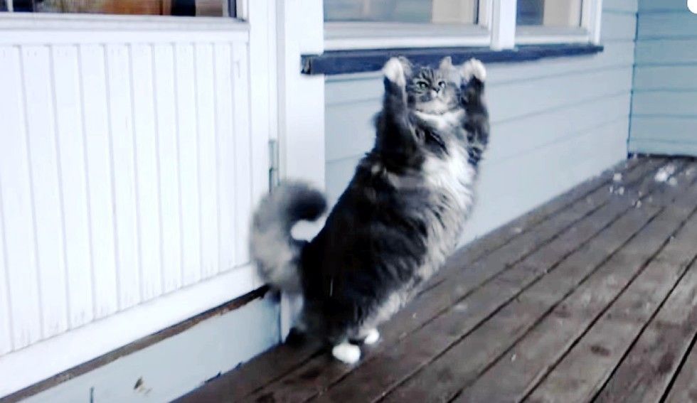 This Cotton Ball of Floof Loves One Thing More than Food! - Love Meow