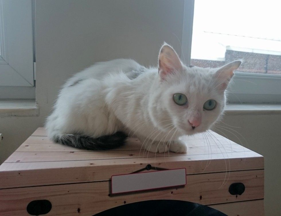 Cat Rescued from the Street Surprised Her Humans with Her New Found ...