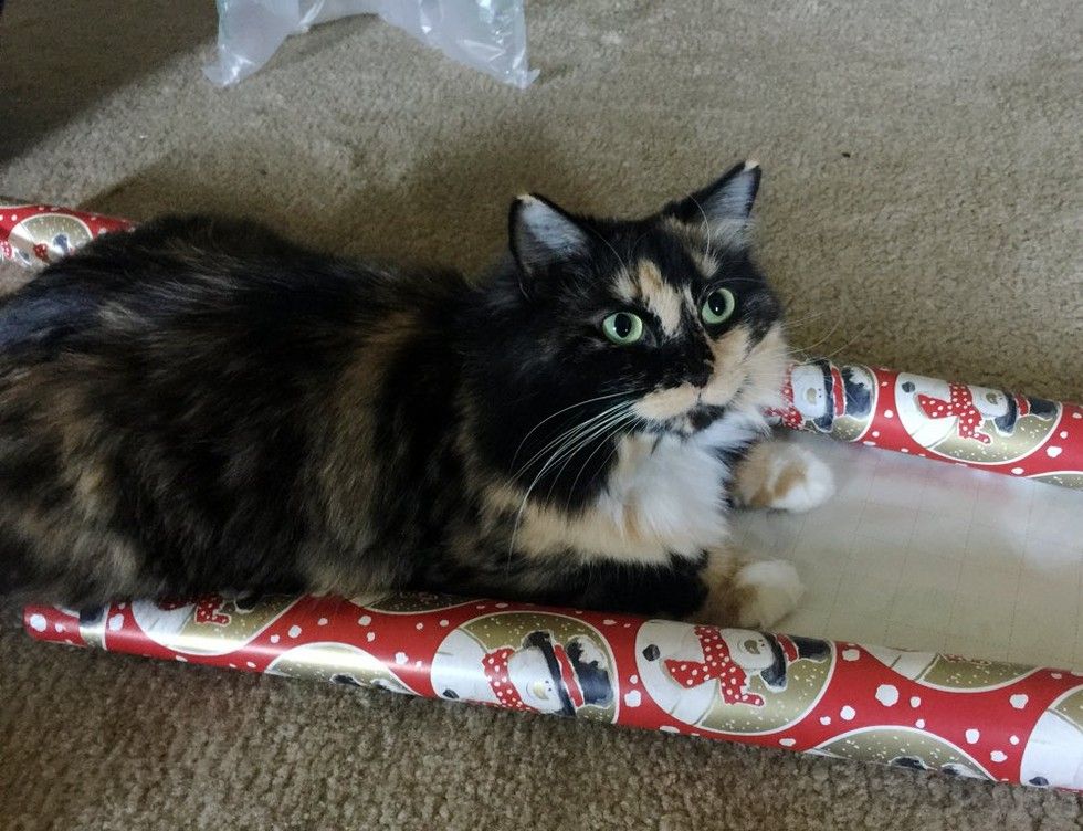 Calico Cat Found Incredibly Thin, Love Brought Her Back to Her Original ...