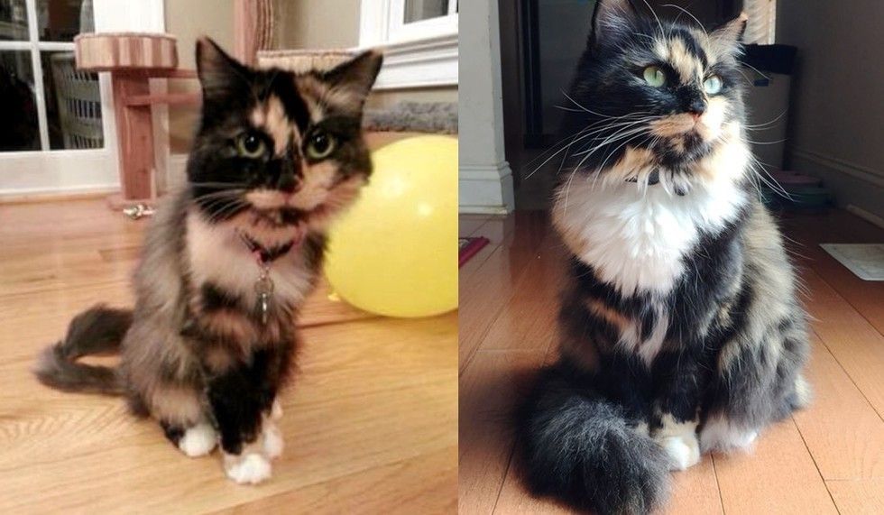 Calico Cat Found Incredibly Thin, Love Brought Her Back to Her Original ...