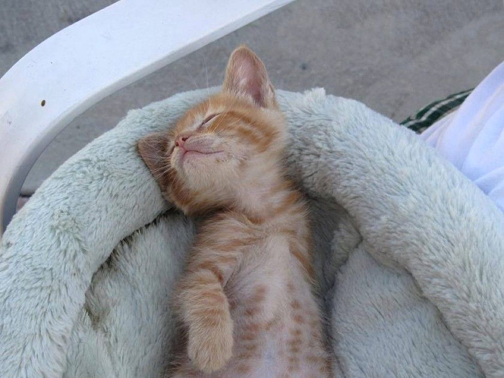 He Doesn’t Know What It's Like as a 4-legged Cat. He was Born with 3 ...