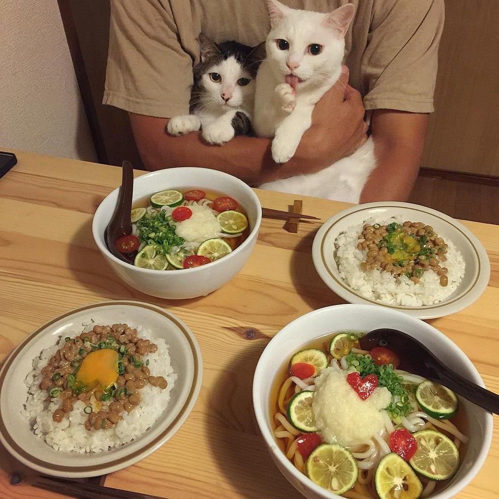 A Couple Captures Every Moment of Their Cats Watching Them Eat - Love Meow