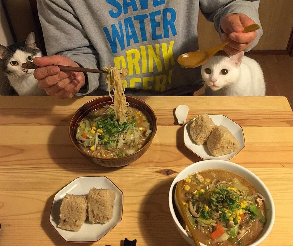 A Couple Captures Every Moment of Their Cats Watching Them Eat - Love Meow