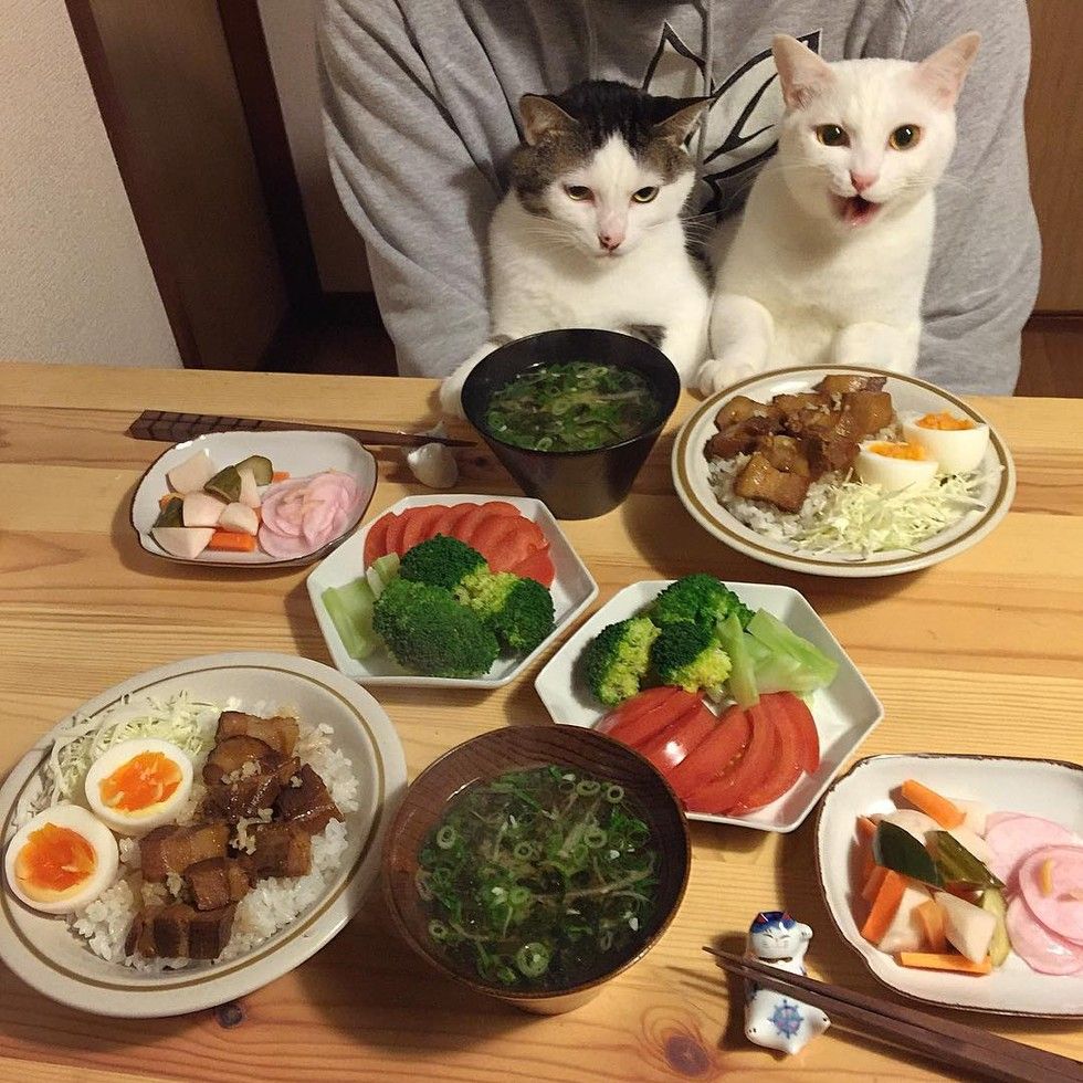 A Couple Captures Every Moment of Their Cats Watching Them Eat - Love Meow