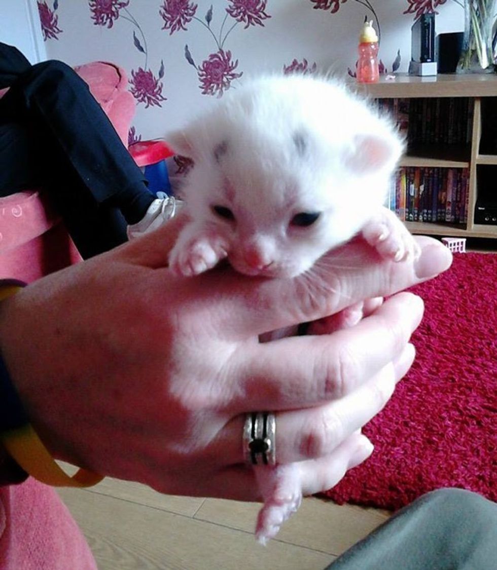 This Kitten Has a Permanent Concerned Look. Meet Gary the Kitty! - Love ...