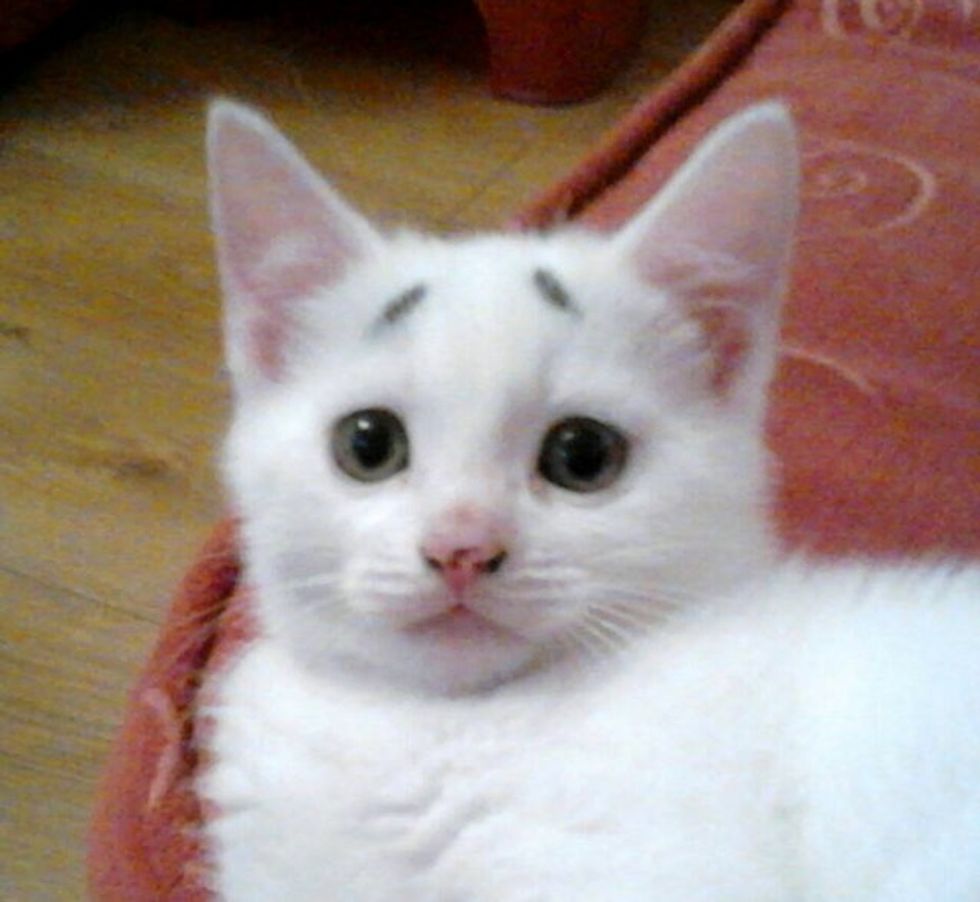 This Kitten Has a Permanent Concerned Look. Meet Gary the Kitty! - Love ...