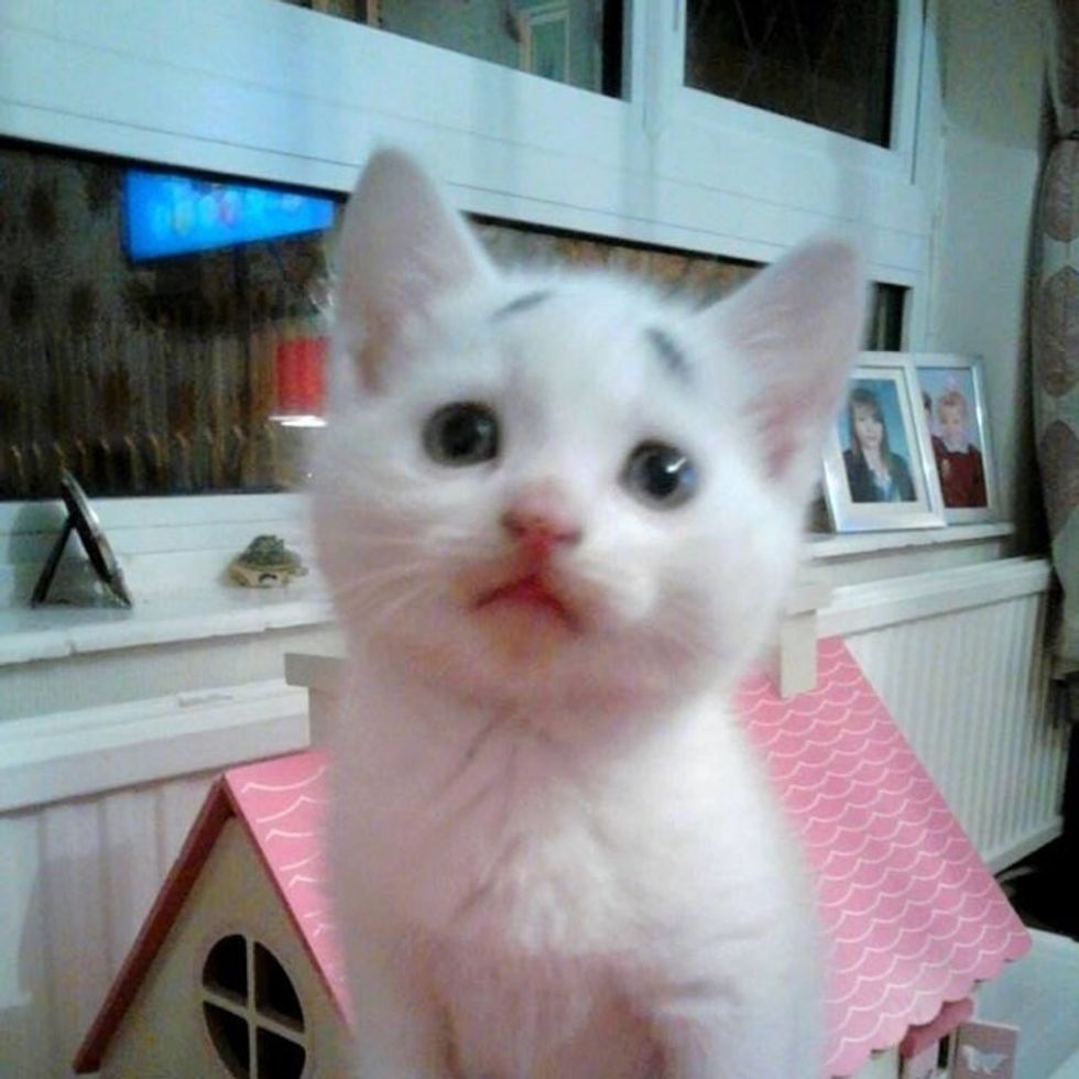 This Kitten Has a Permanent Concerned Look. Meet Gary the Kitty! - Love ...