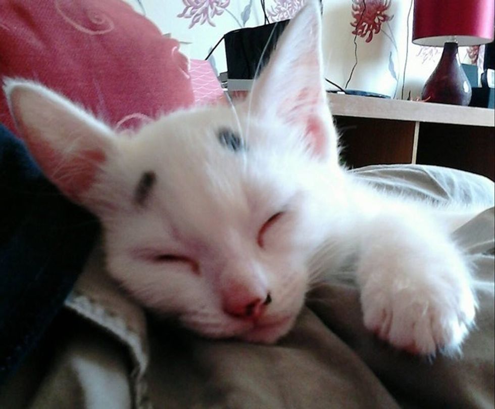 This Kitten Has a Permanent Concerned Look. Meet Gary the Kitty! - Love ...