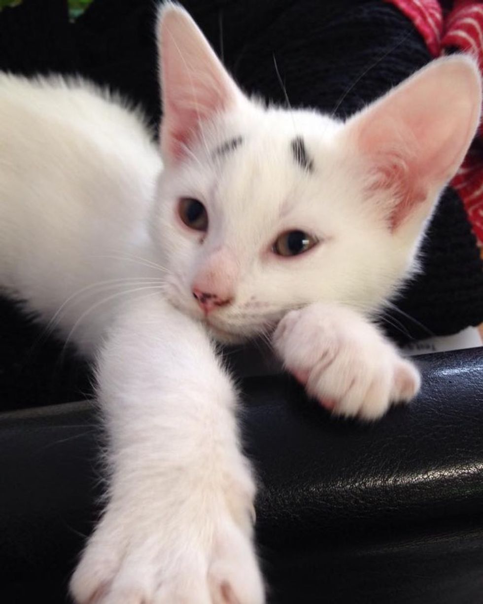 This Kitten Has a Permanent Concerned Look. Meet Gary the Kitty! - Love ...