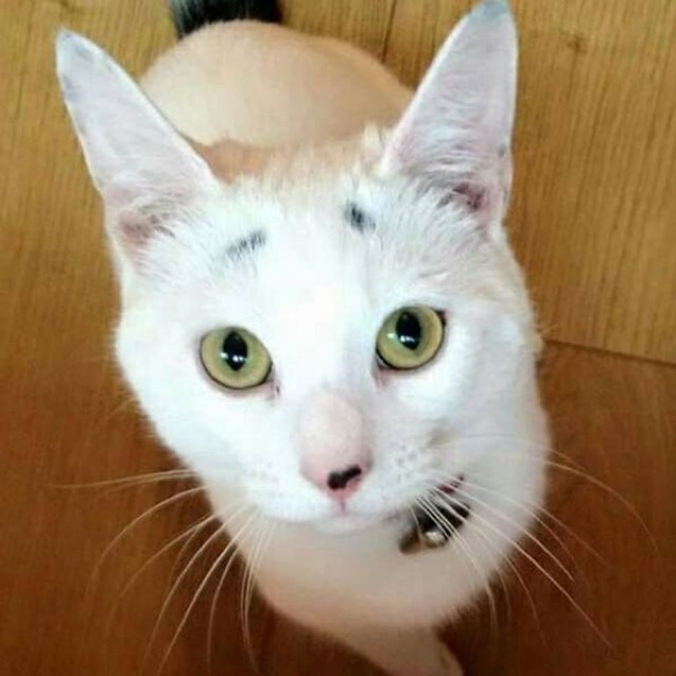 This Kitten Has a Permanent Concerned Look. Meet Gary the Kitty! - Love ...
