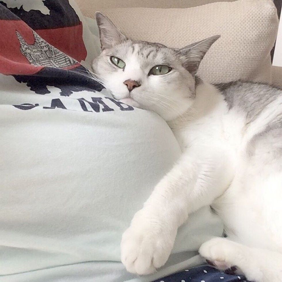 Cat 15 Years Older Than His Baby Sister, Loves Her Like His Own - Love Meow