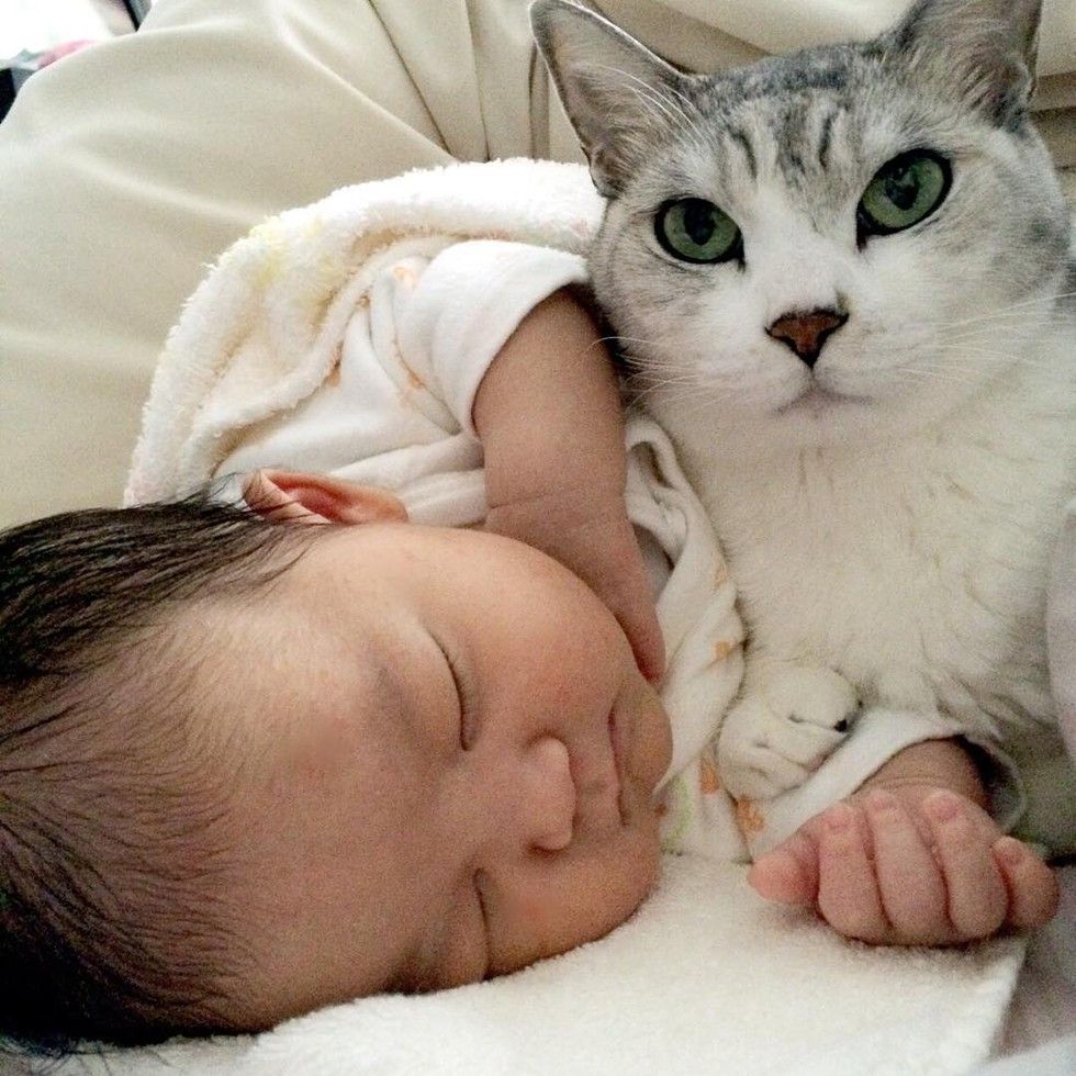Cat 15 Years Older Than His Baby Sister, Loves Her Like His Own - Love Meow