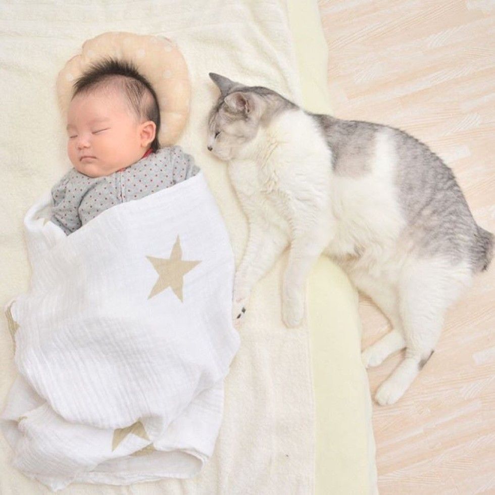 Cat 15 Years Older Than His Baby Sister, Loves Her Like His Own - Love Meow