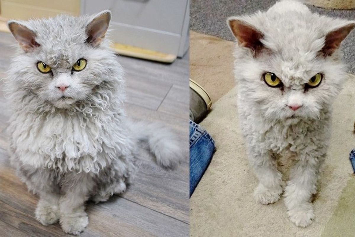 Frowning Kitty Has Ability To Stare And Glare Without Moving Love Meow