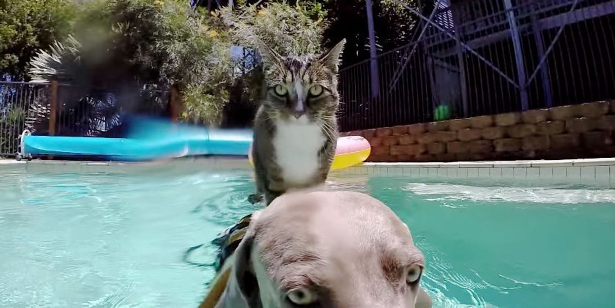 Cat Finds an Unusual Way to Enjoy the Pool with Her Canine Sidekick ...