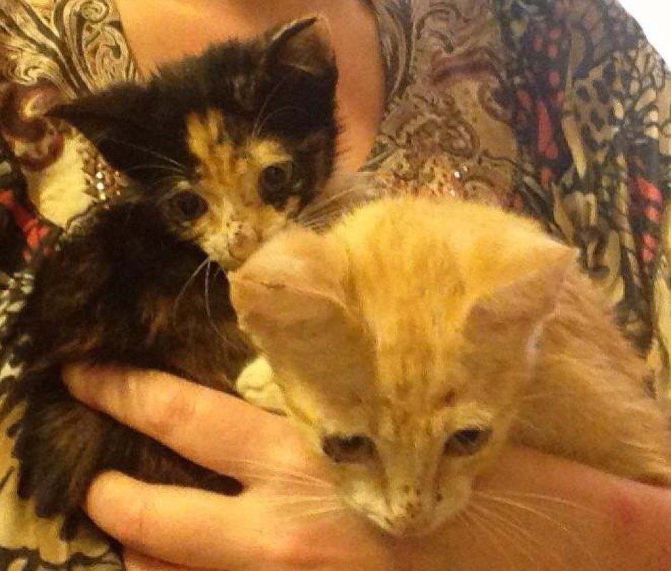 Scrawny Feral Kitten Wouldn’t Let His Life be Destroyed. Two Years ...
