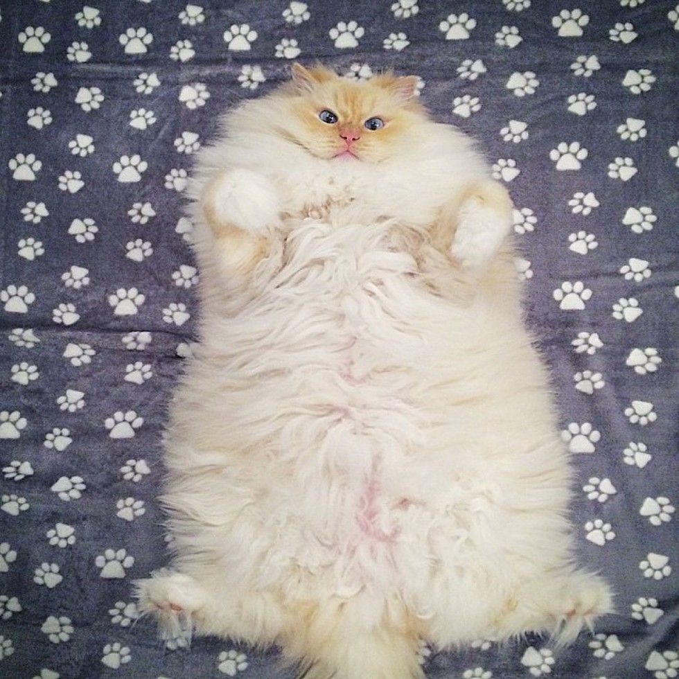 This Kitty's Glorious Fluff May Just Put You on Cloud 9! - Love Meow