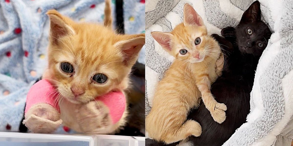 Kittens Brought to Front Yard by a Cat, One of Them Needed Help So He ...
