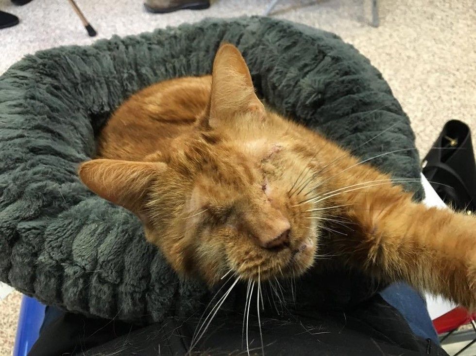 Blind Cat Becomes His Human's Shadow, Follows Her Everywhere She Goes ...