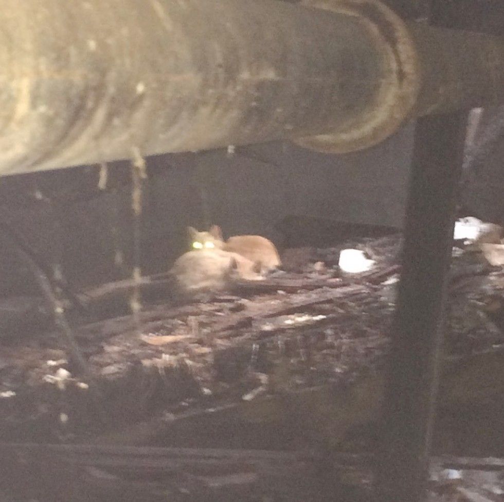 Kittens Miraculously Survive House Fire, Run Back to Find Their Family ...