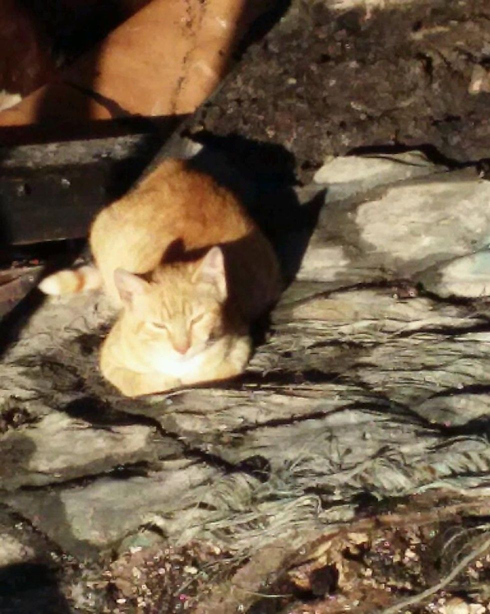 Kittens Miraculously Survive House Fire, Run Back to Find Their Family ...
