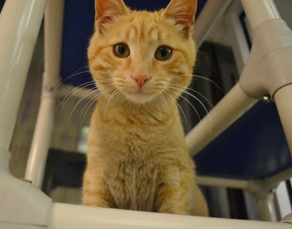 Kittens Miraculously Survive House Fire, Run Back to Find Their Family ...
