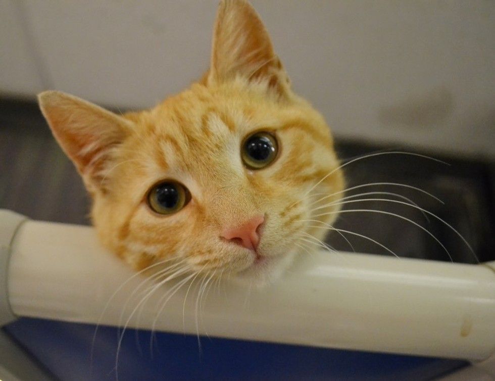 Kittens Miraculously Survive House Fire, Run Back to Find Their Family ...