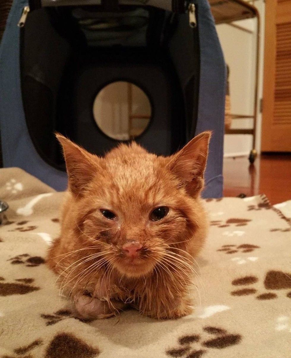 Nobody Thought This Ginger Cat Would Survive the First Night, a Month ...