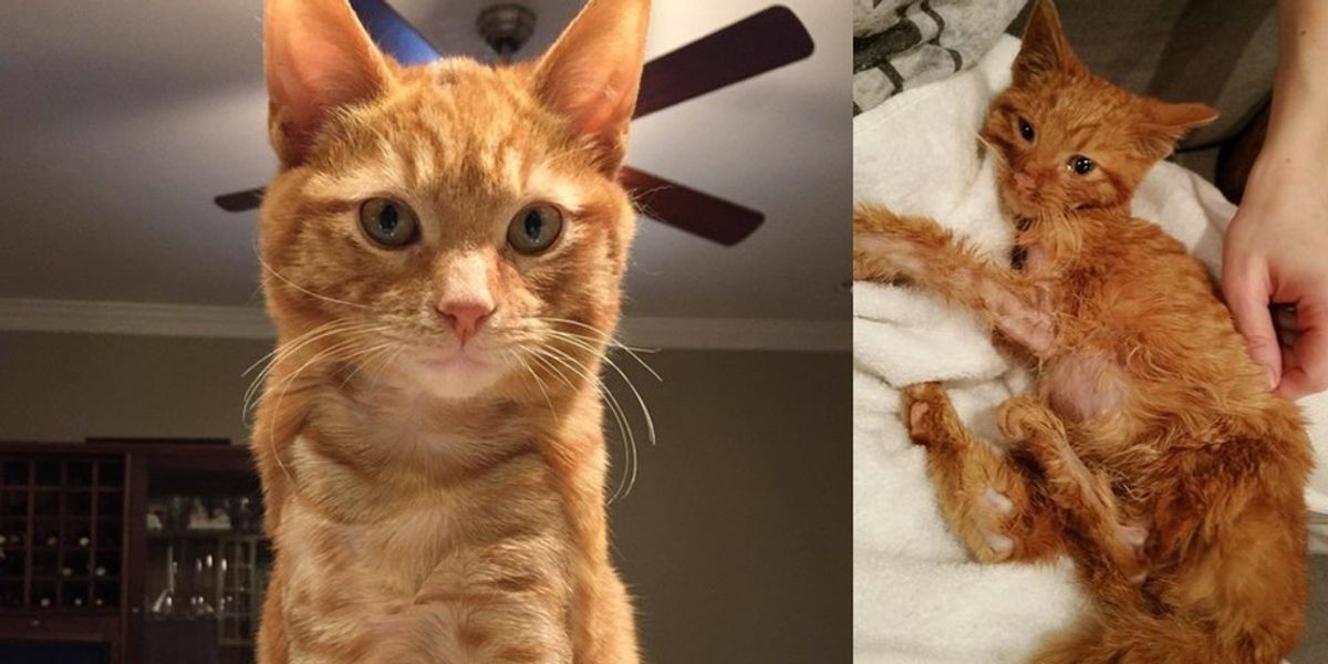 Nobody Thought This Ginger Cat Would Survive the First Night, a Month ...