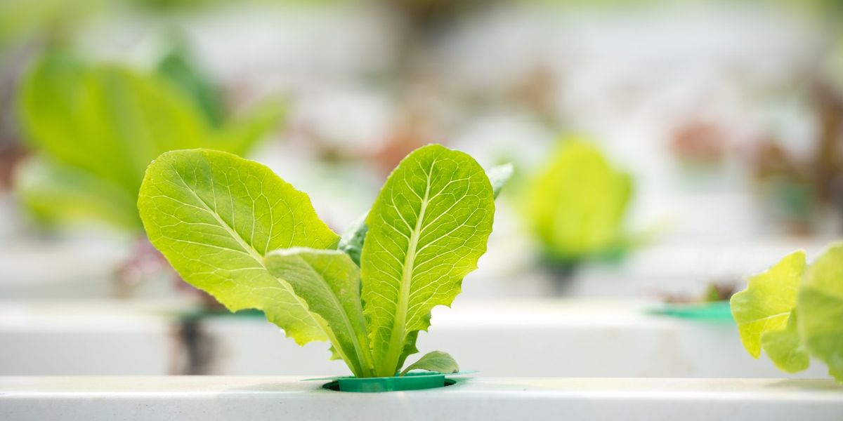 Houstonian Rahul Vijayan wins Barron Prize for sustainable nonprofit ...