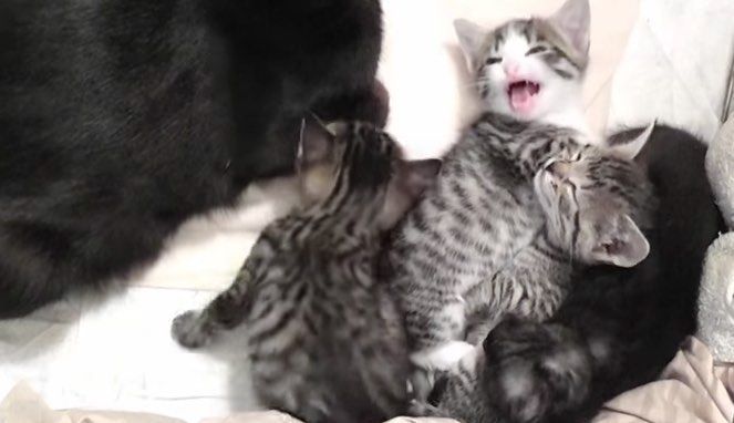 Mama Cat Talks to Her Very Chatty Fur Babies with the Sweetest Voice ...