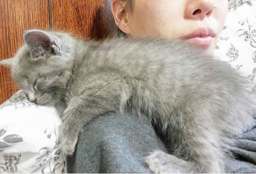 Runty Kitten Can't Stop Cuddling with His Forever Human, Even Looks ...