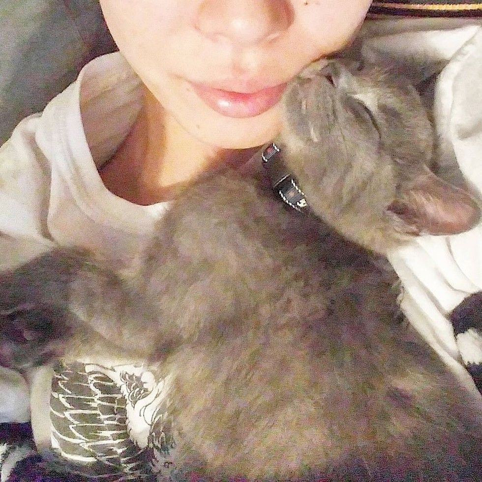 Runty Kitten Can't Stop Cuddling with His Forever Human, Even Looks ...