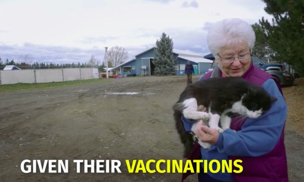 Shelter Saves Homeless Cats by Helping Them Find a Job! - Love Meow