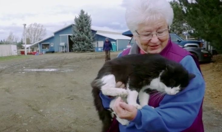 Shelter Saves Homeless Cats by Helping Them Find a Job! - Love Meow