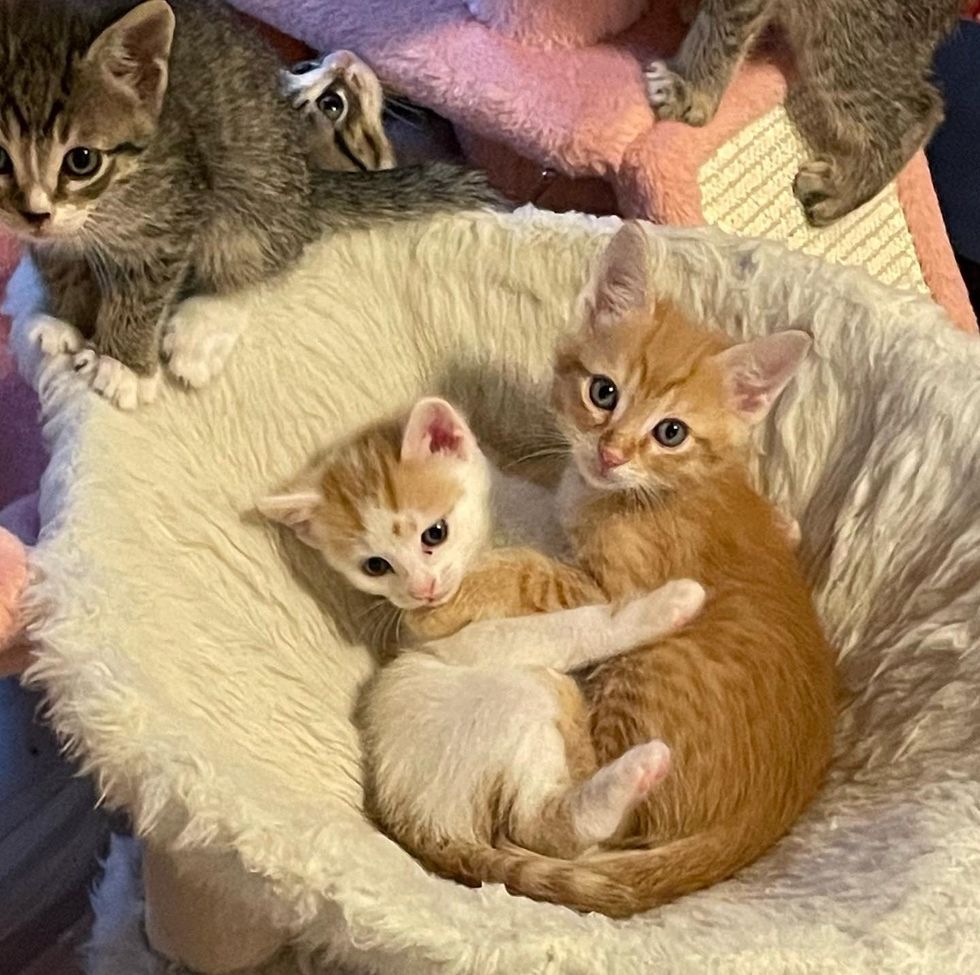 Kitten Left in a Park but Adopted by a Cat, He's so Clingy He Sticks to ...