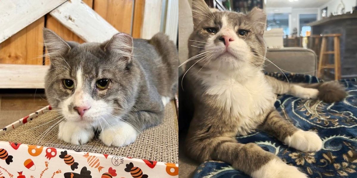 Cat Wanders the Streets for a Long Time Until He Finds Kind Family and ...