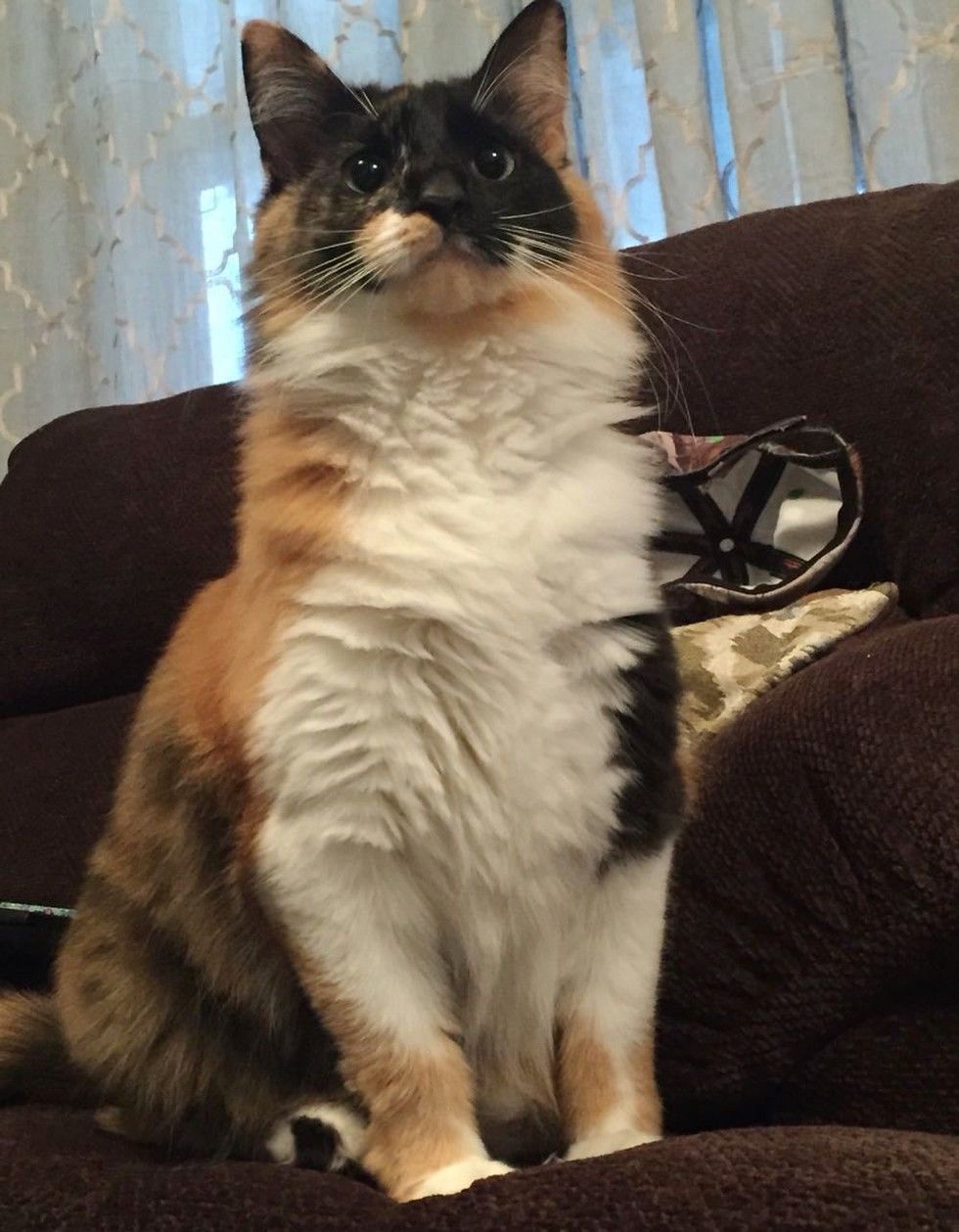 Two Years Ago This Man Met a Little Runt who Became His Lifelong Friend ...