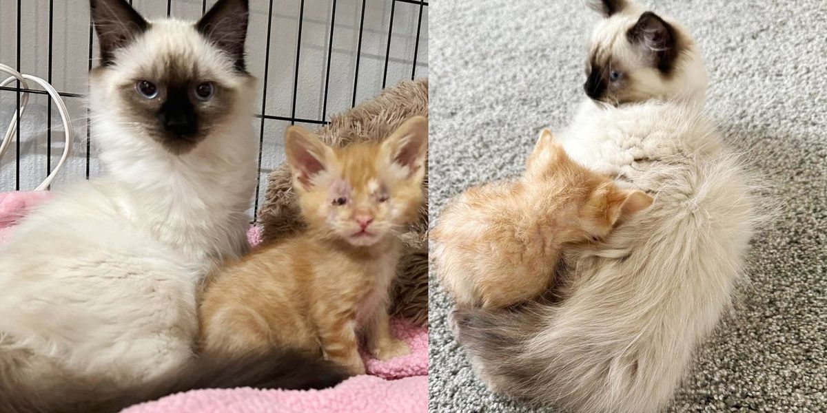 Family and Their Cat Change Everything for Little 4-week-old Kitten in ...
